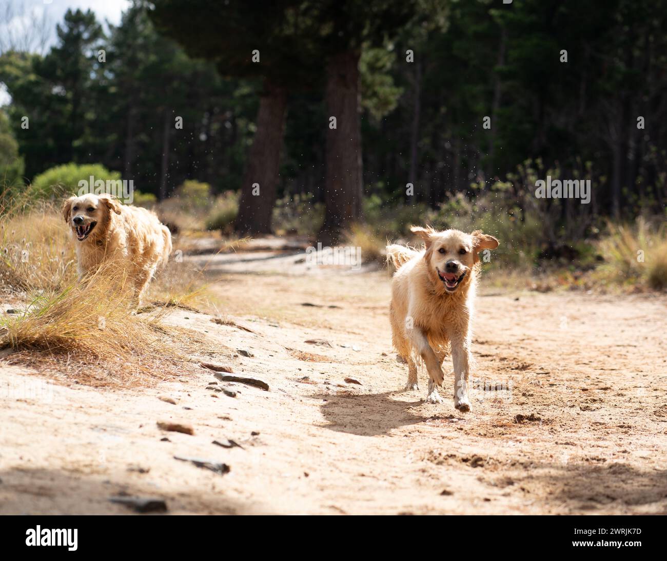 The two dogs sprint on a forest path Stock Photo - Alamy