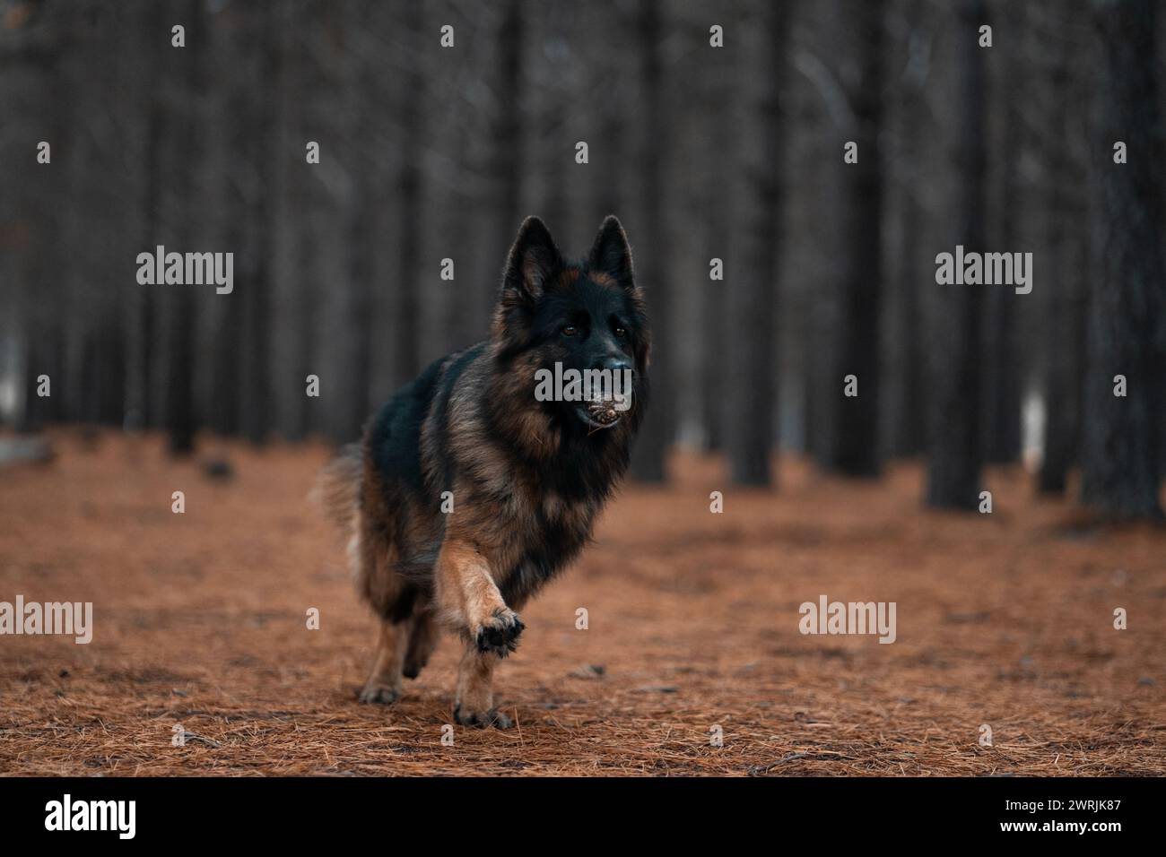 Dog cone hi-res stock photography and images - Alamy
