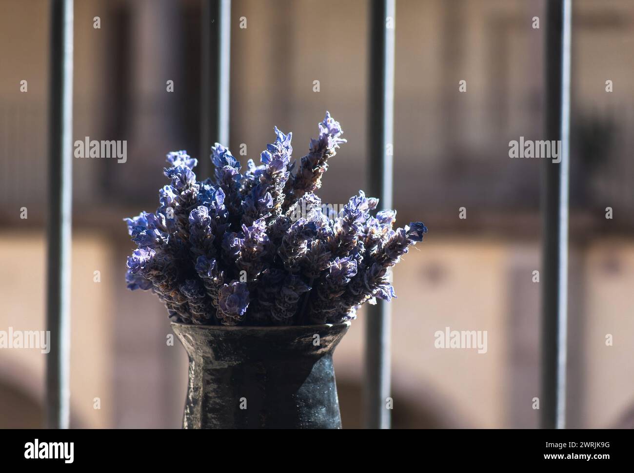 Lavandula spica in pot hi-res stock photography and images - Alamy