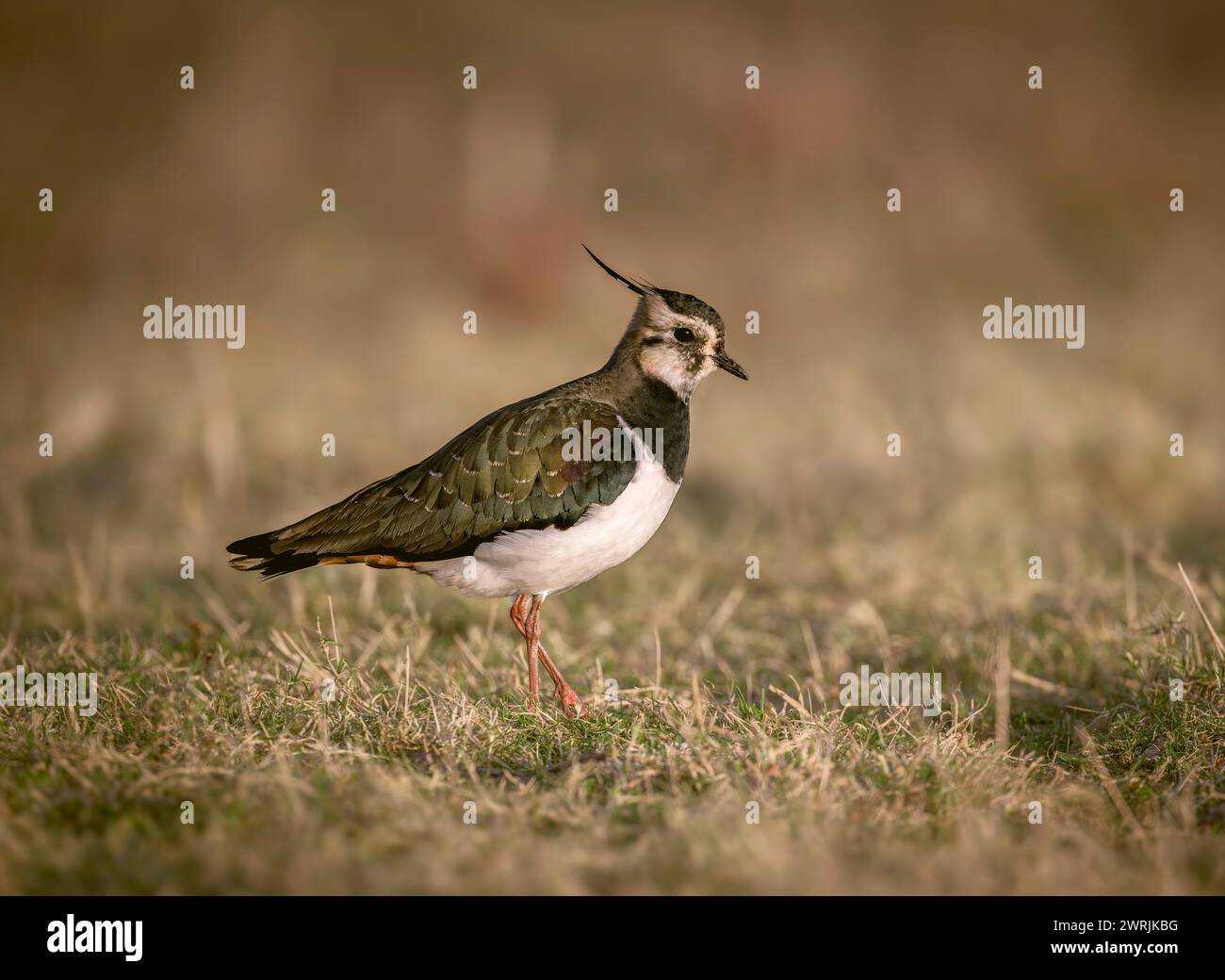 Lapwing Vanellus vanellus feeding at RSPB Frampton Marsh nature reserve ...