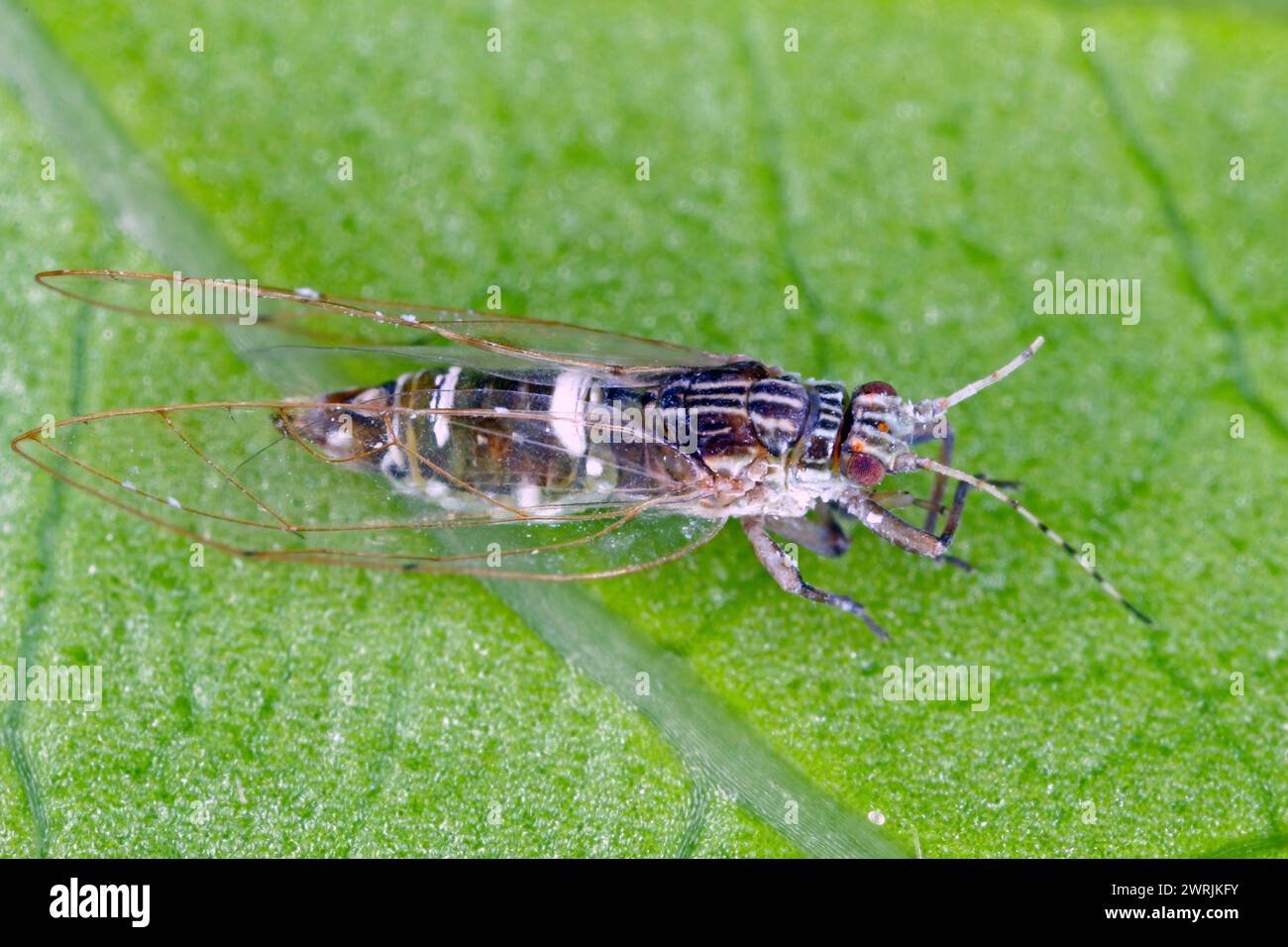 Tomato potato psyllid hi-res stock photography and images - Alamy