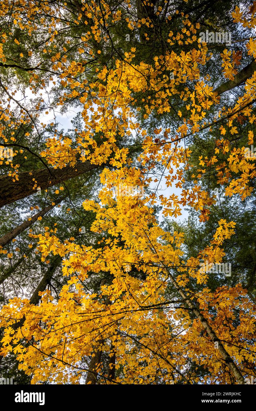 Young maples hi-res stock photography and images - Alamy