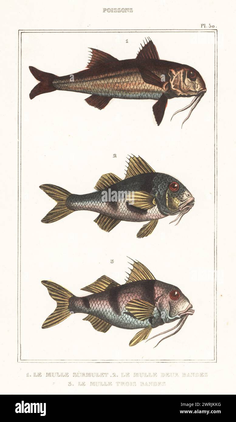 Mullus trifasciatus hi-res stock photography and images - Alamy