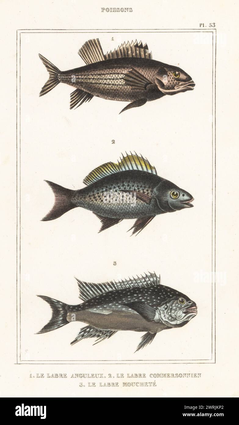 Oxycheilinus arenatus hi-res stock photography and images - Alamy