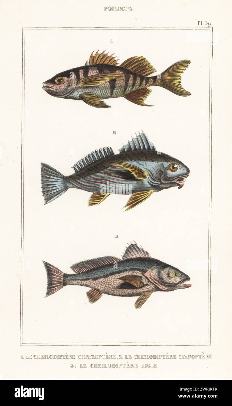 Barred grunt, Conodon nobilis 1, shi drum, Umbrina cirrosa 2, and ...