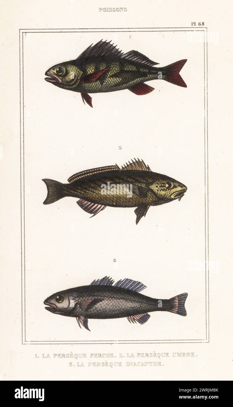 Umbrina vulgaris hi-res stock photography and images - Alamy