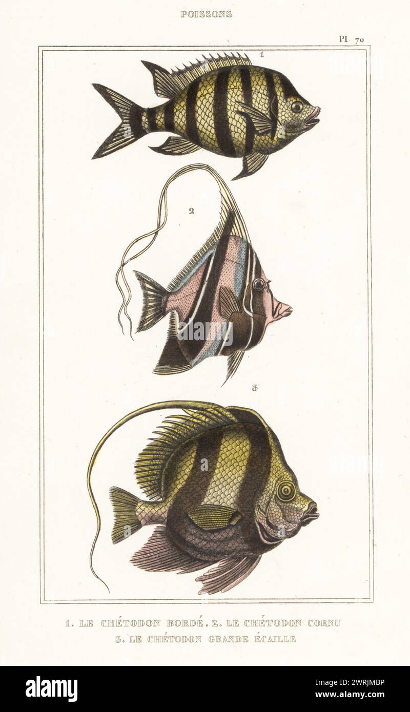 Le chetodon grande ecaille hi-res stock photography and images - Alamy