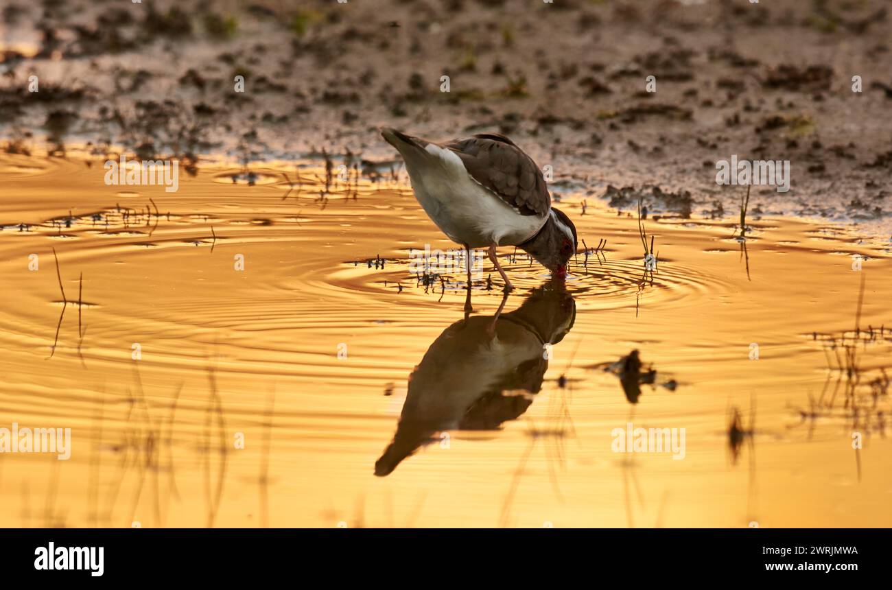 Bird, water and drink in natural habitat for conservation, ecosystem ...