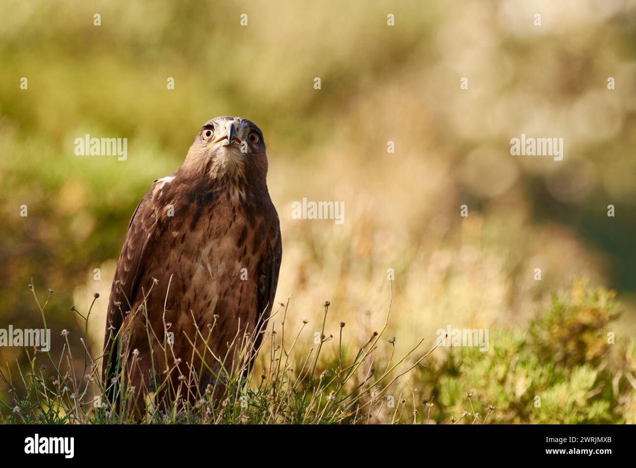Bird, eagle and environment in nature for ecology with ecosystem ...