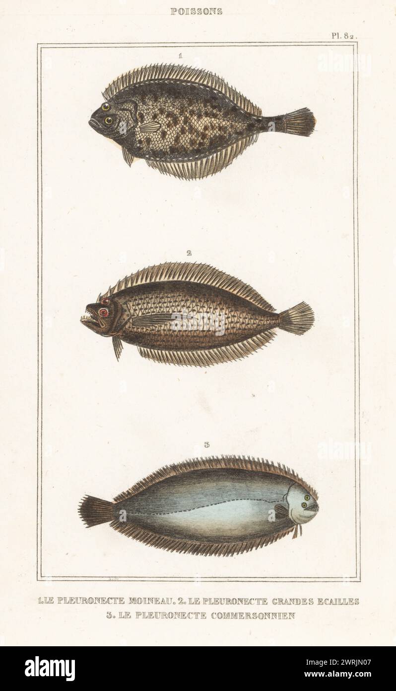 Le pleuronecte commersonnien hi-res stock photography and images - Alamy