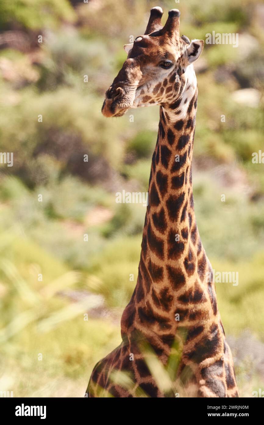 Giraffe, closeup and natural habitat on safari, game reserve and ...