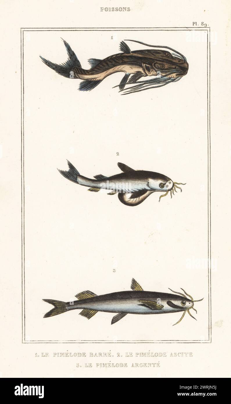 Pimelodus fasciatus hi-res stock photography and images - Alamy