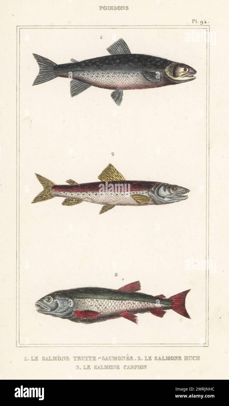 Truite marine hi-res stock photography and images - Alamy