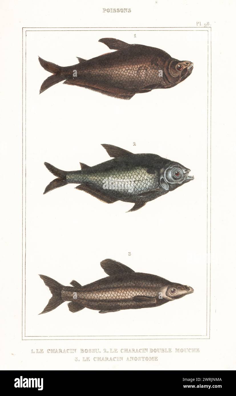 Le characin bossu hi-res stock photography and images - Alamy