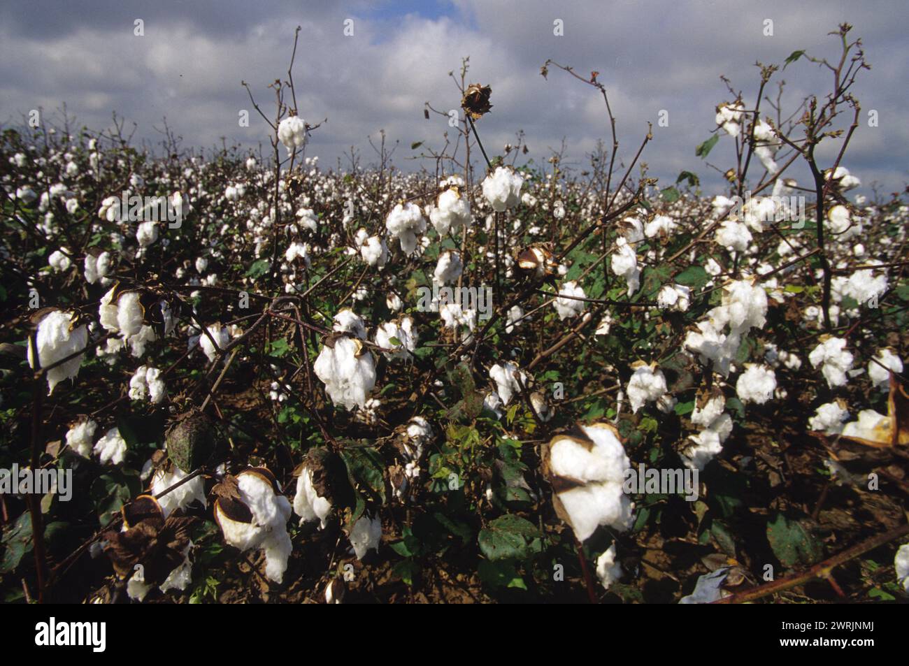 économie agriculture hi-res stock photography and images - Alamy