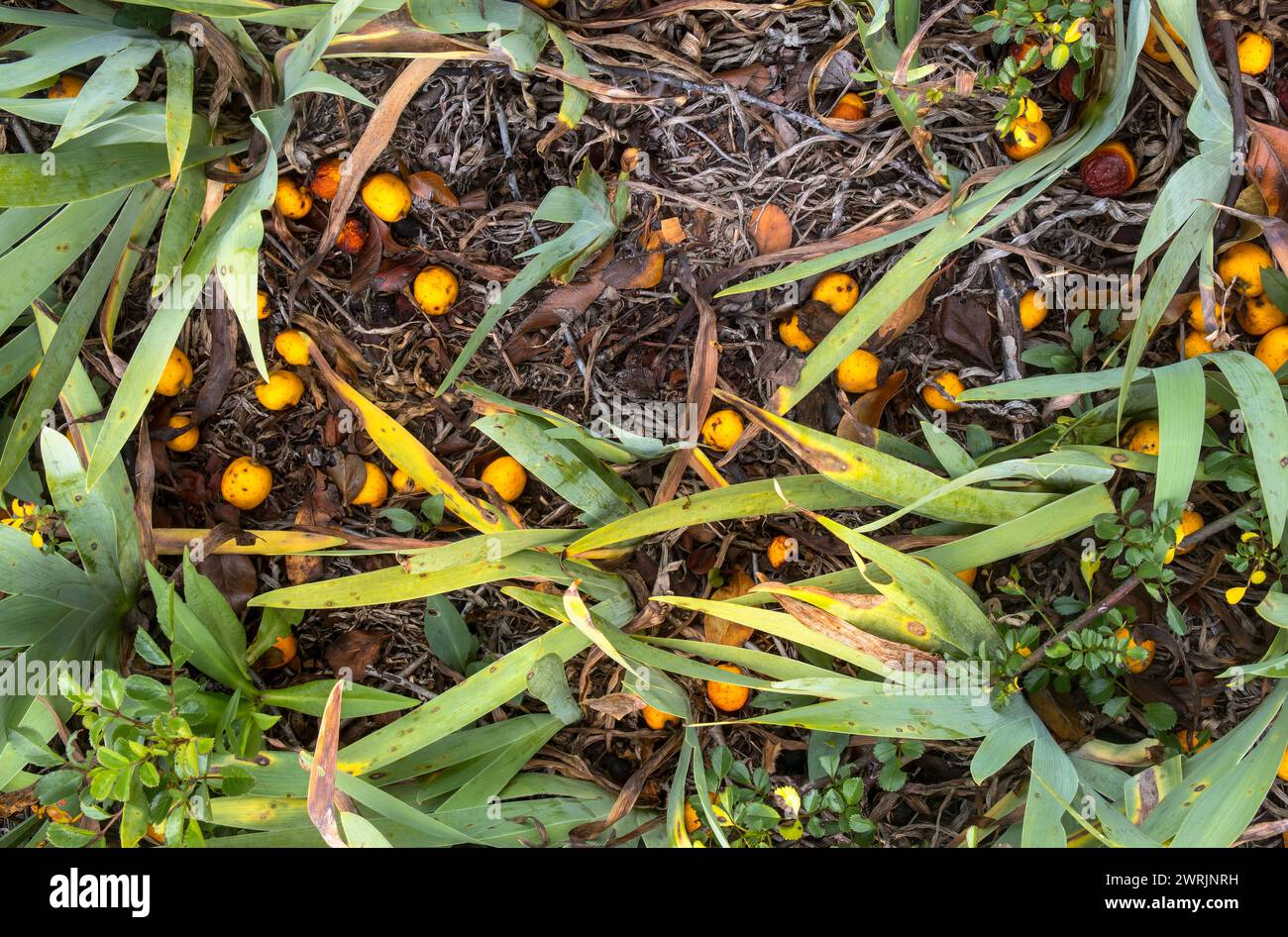 Mexican native fruits hi-res stock photography and images - Alamy