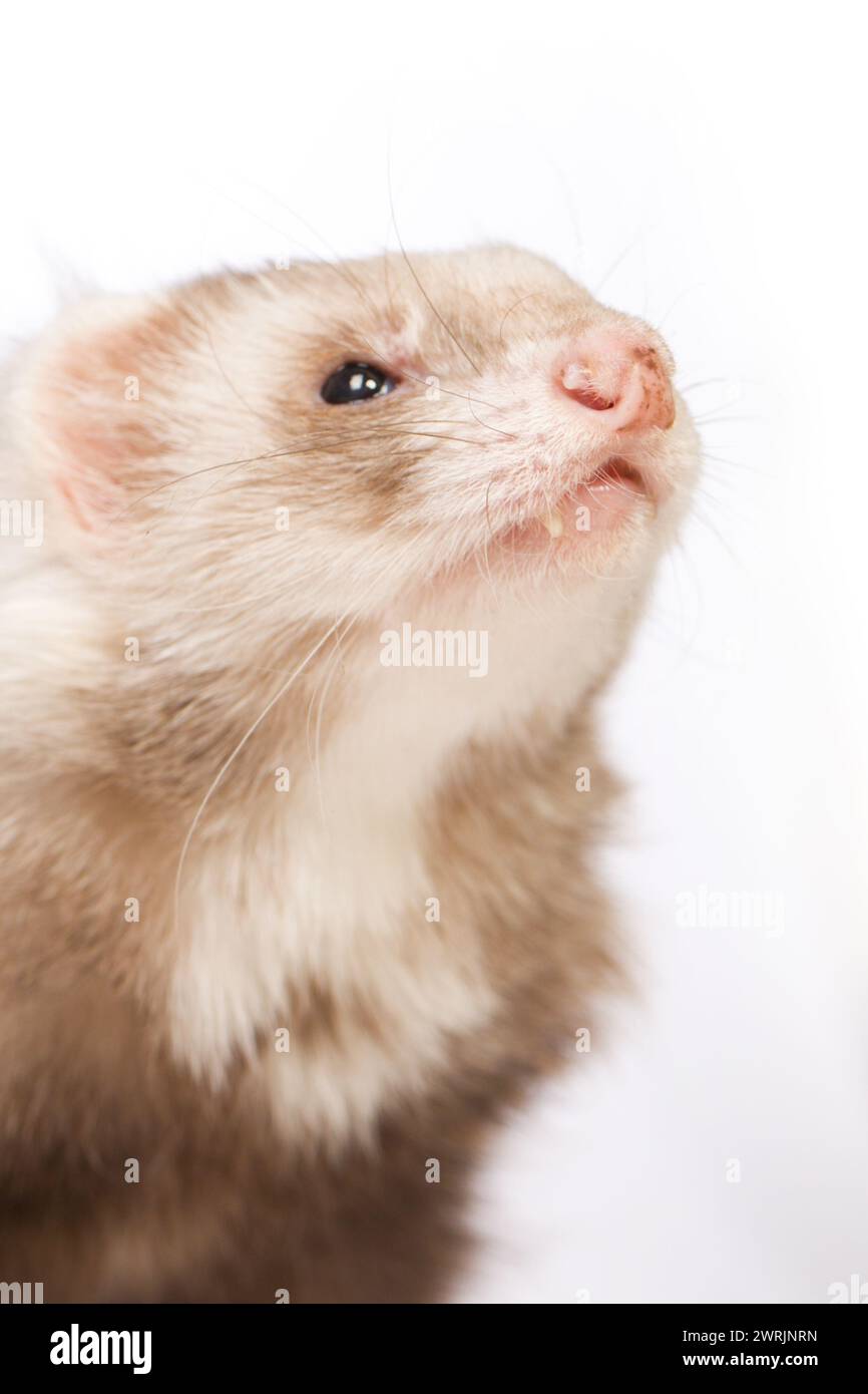 Angora ferret of champagne color - details of nose Stock Photo - Alamy