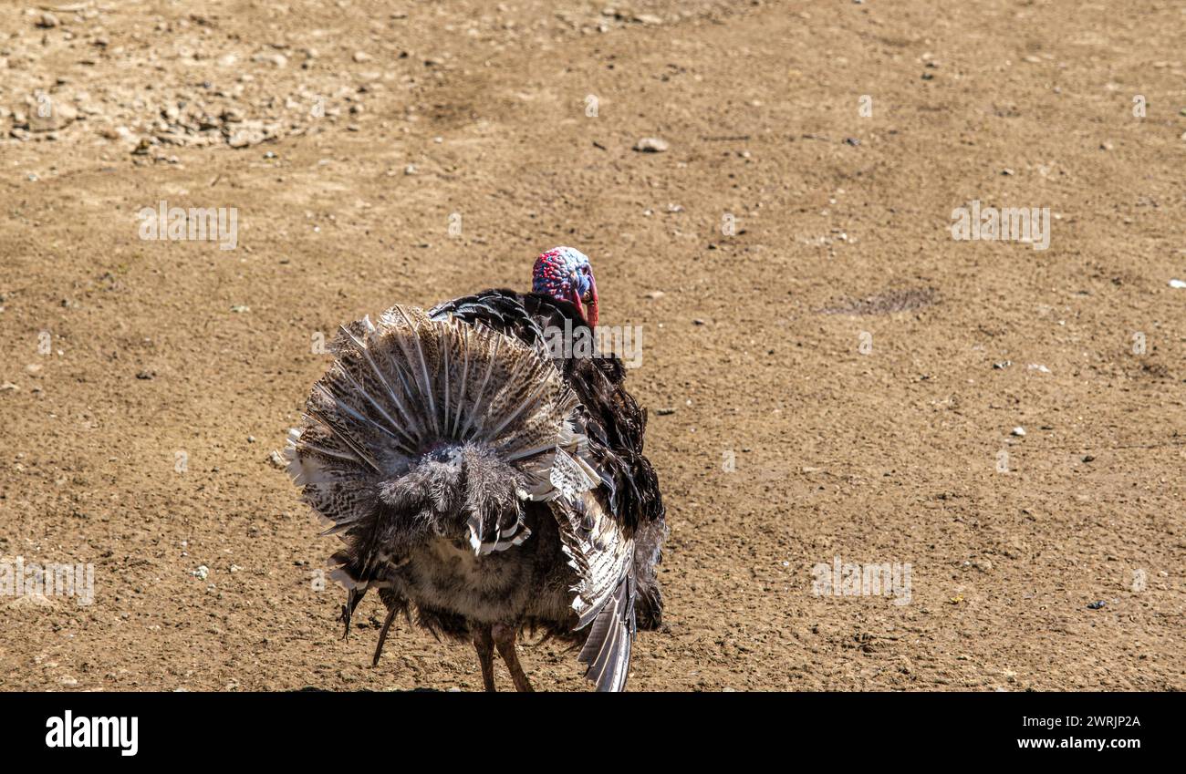 domestic birds in the yard Stock Photo - Alamy