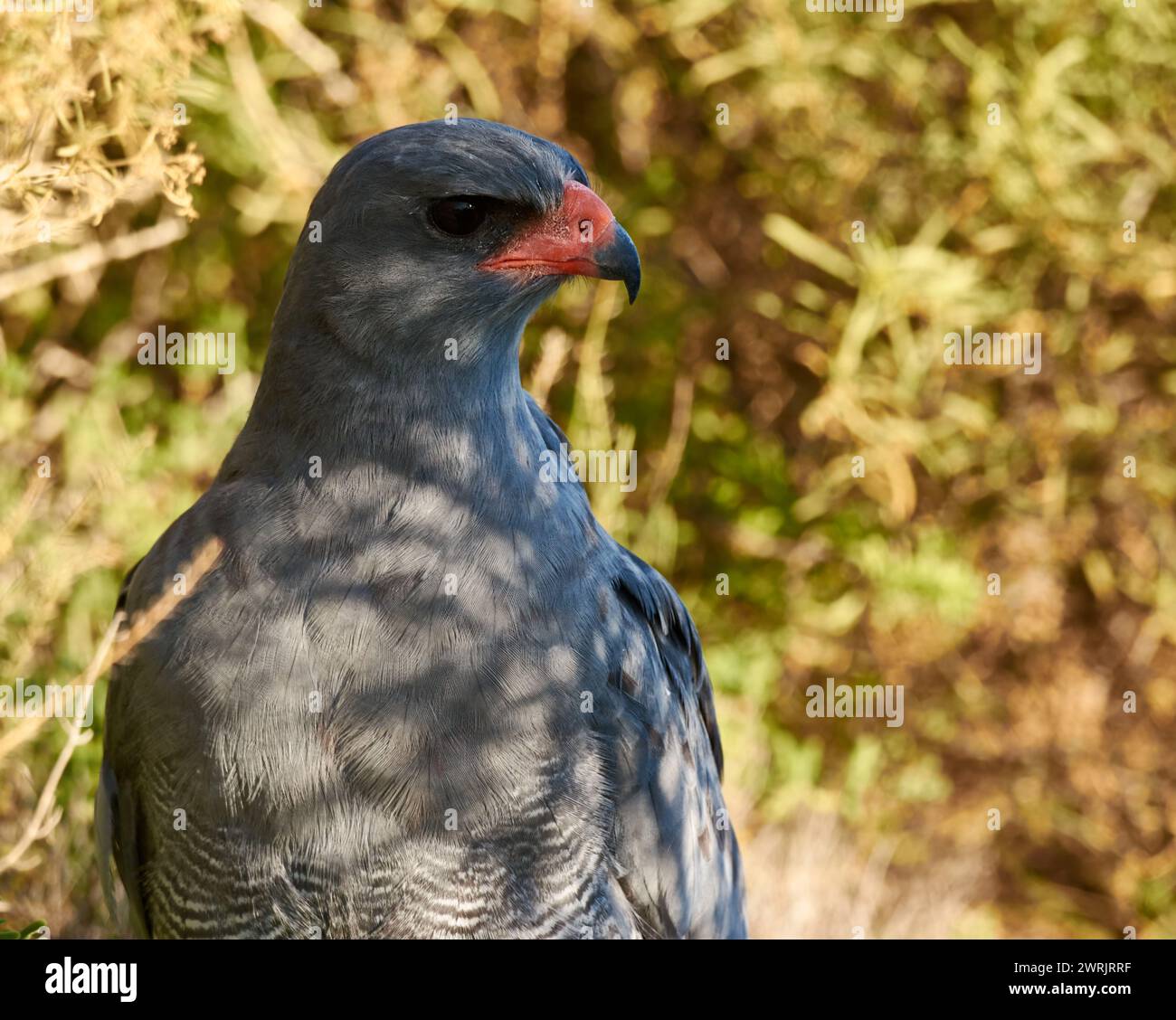 Bird, eagle and tree in environment for ecology with ecosystem ...