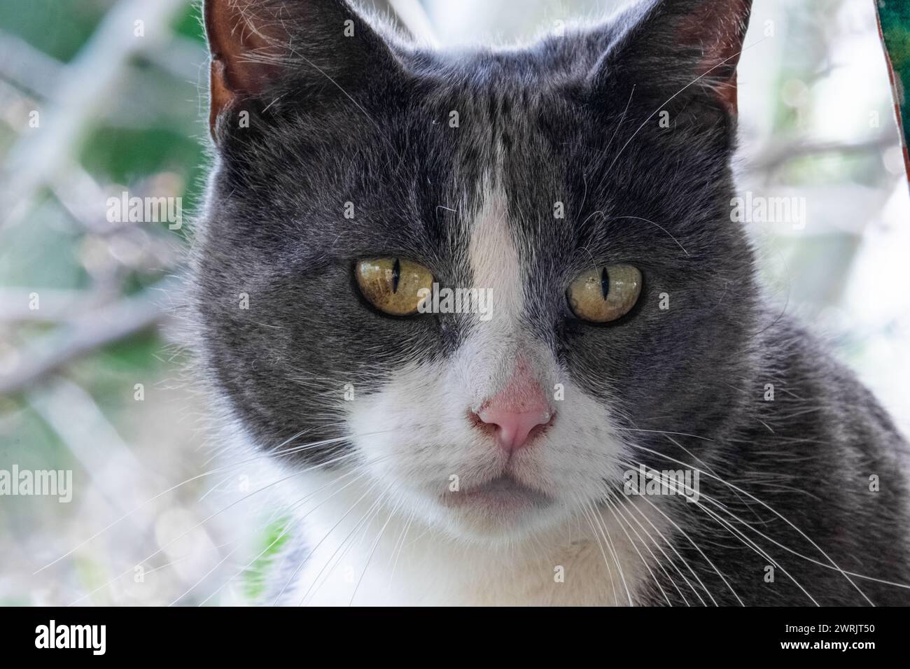 Grey and white domestic tom cat. Serious looking male cat. Wild animal ...