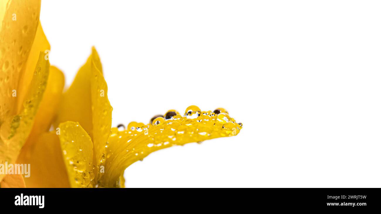 Yellow petals on a white isolated background. Covered in dew, water ...