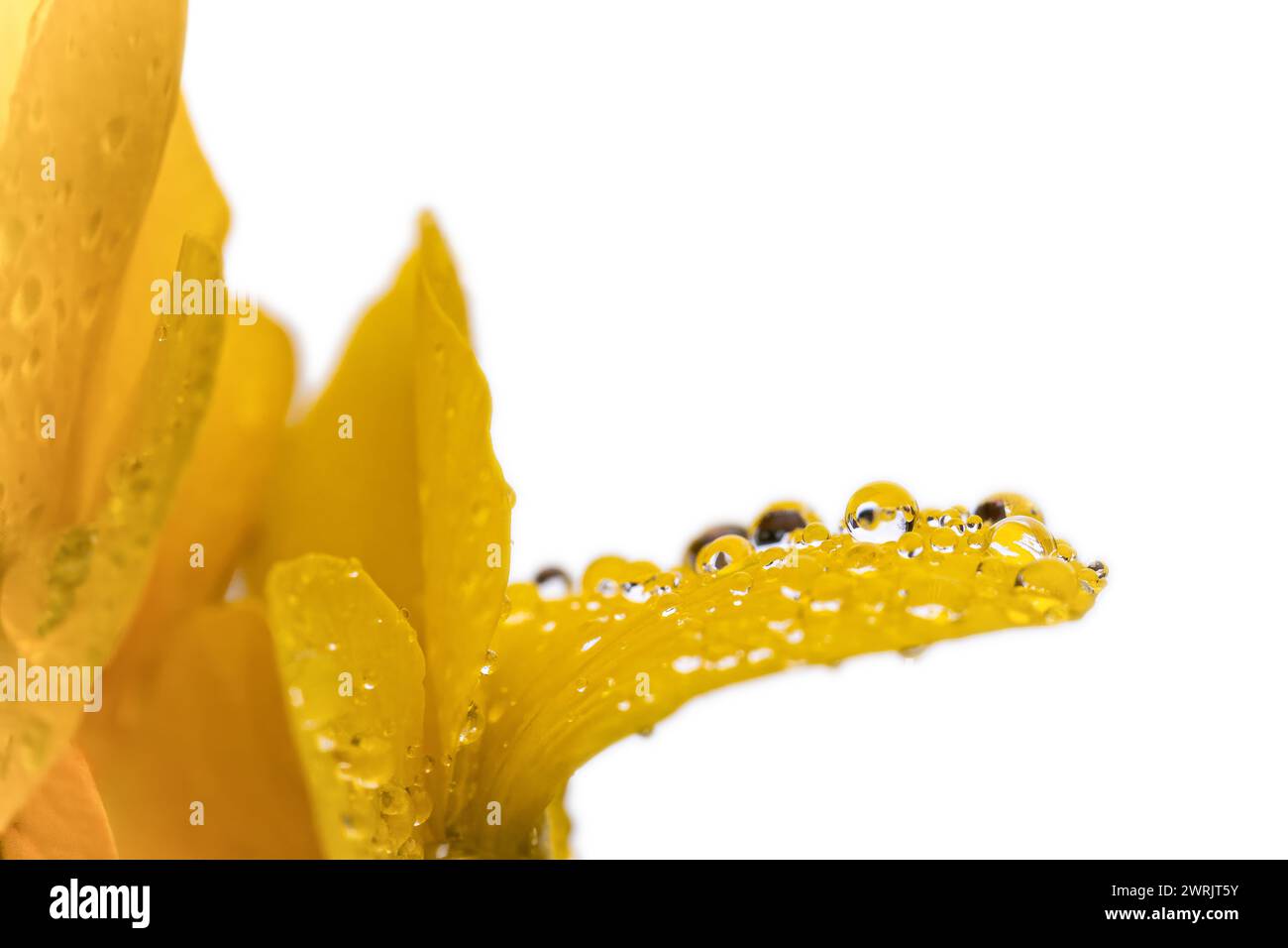 Yellow petals on a white isolated background. Covered in dew, water ...