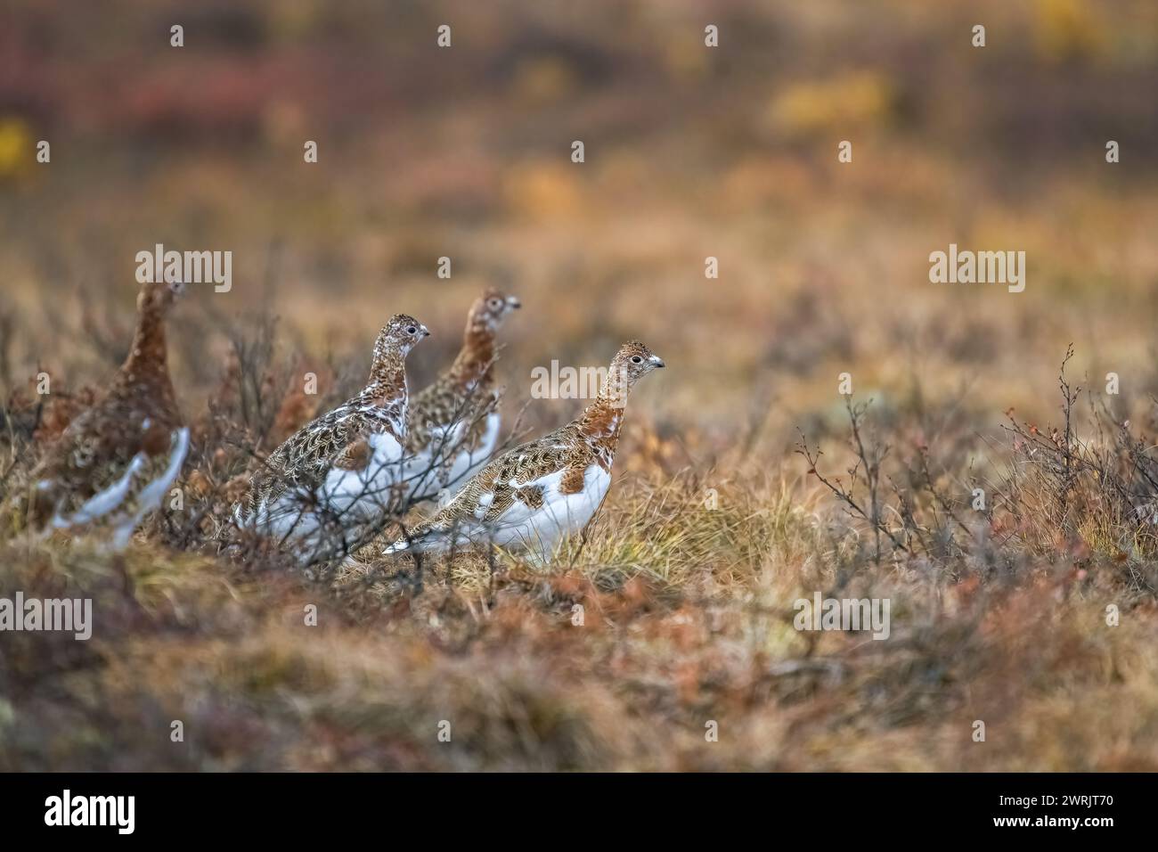 Willow Ptarmigan, Lagopus lagopus, birds in the tundra in Yukon, Canada ...