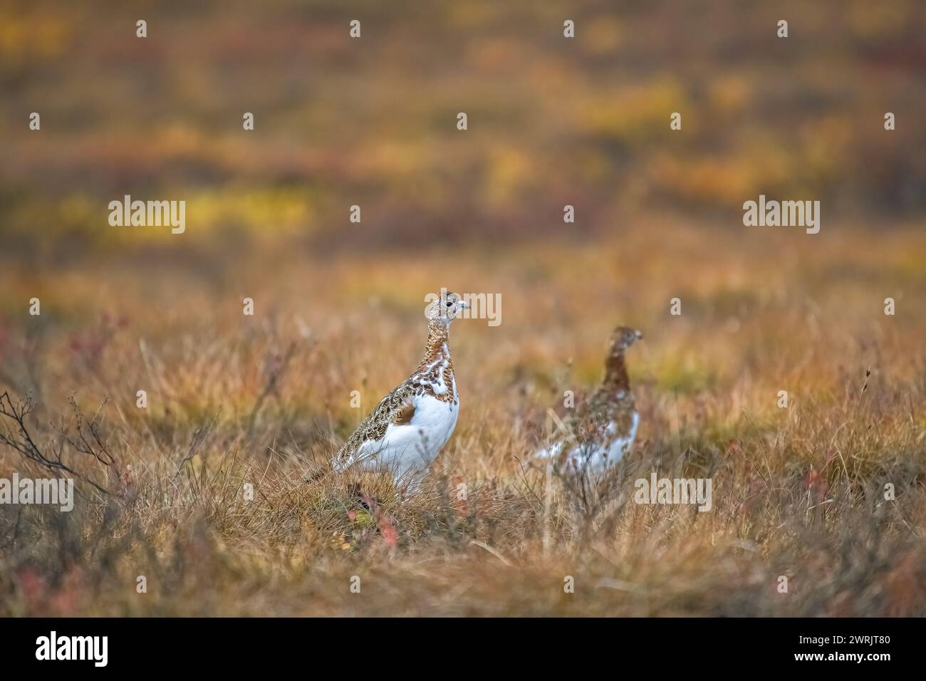 Willow Ptarmigan, Lagopus lagopus, birds in the tundra in Yukon, Canada ...