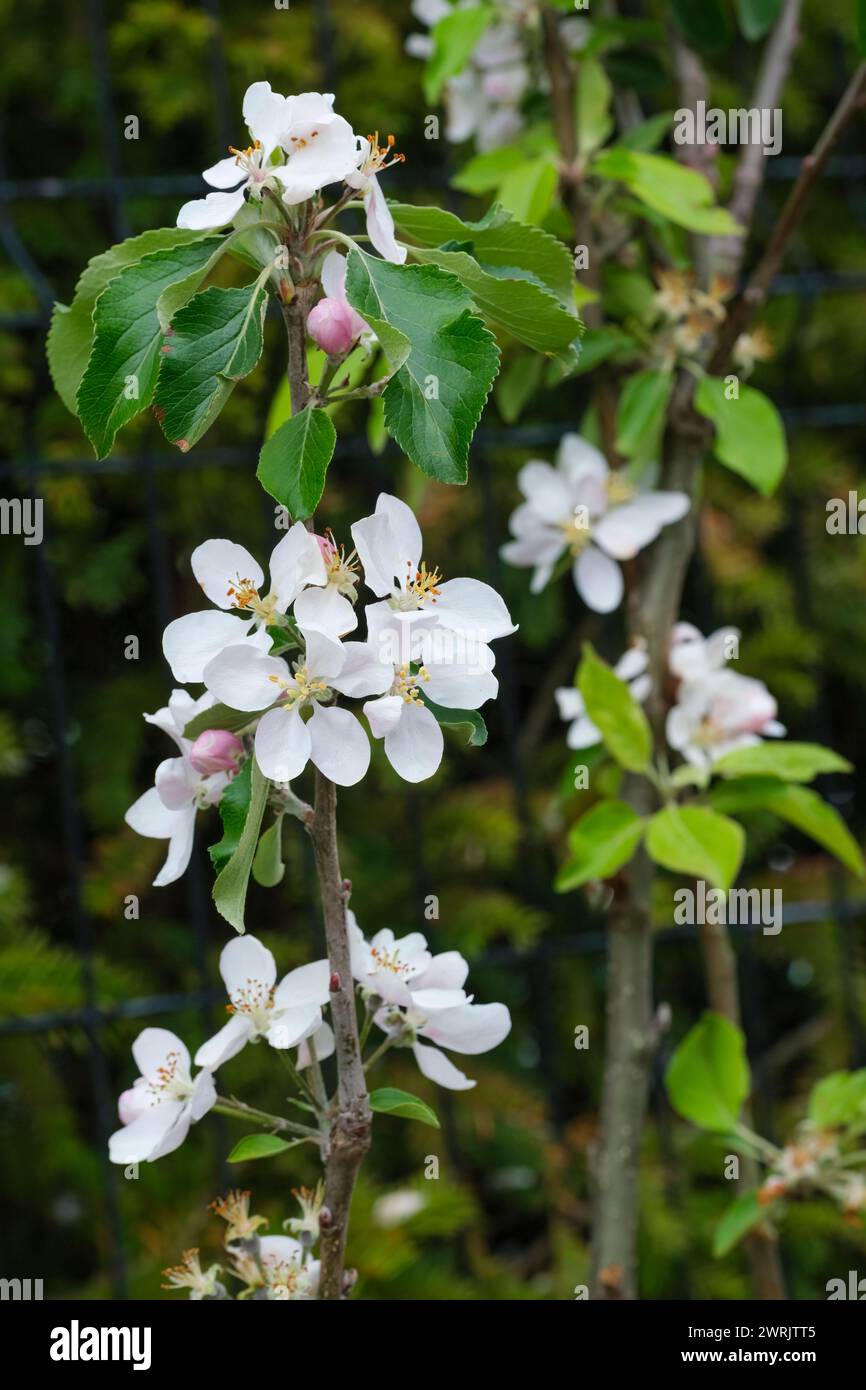 Katy apple blossom hi-res stock photography and images - Alamy