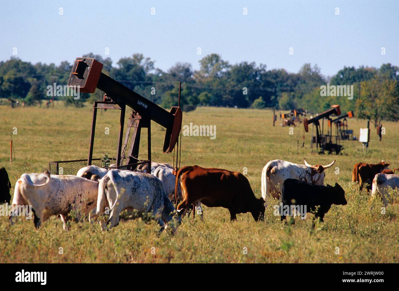 usa louisiana shreveport oil wells background front cows cattle Stock ...