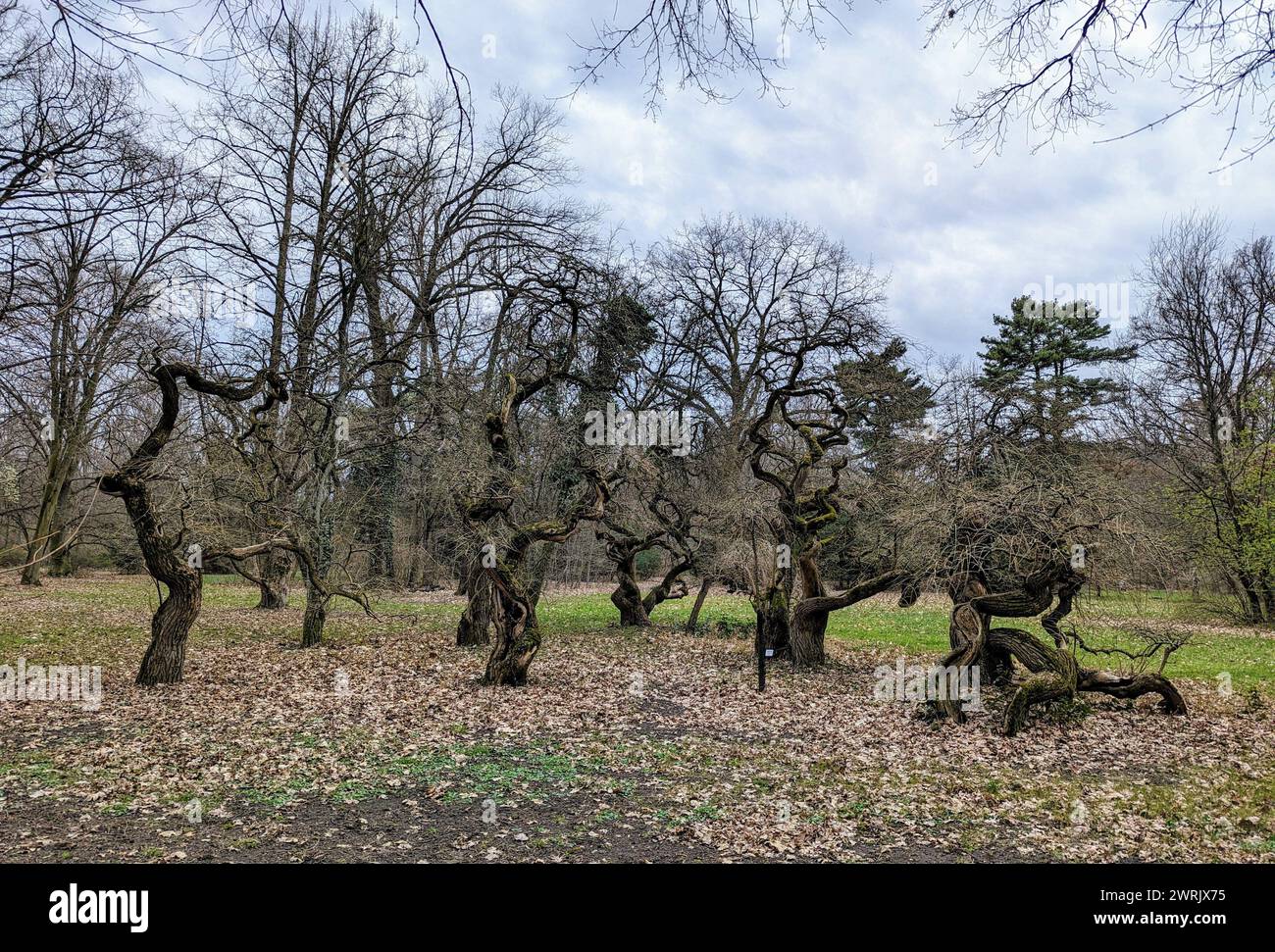 The weeping Japanese pagoda trees in early March, before developing ...