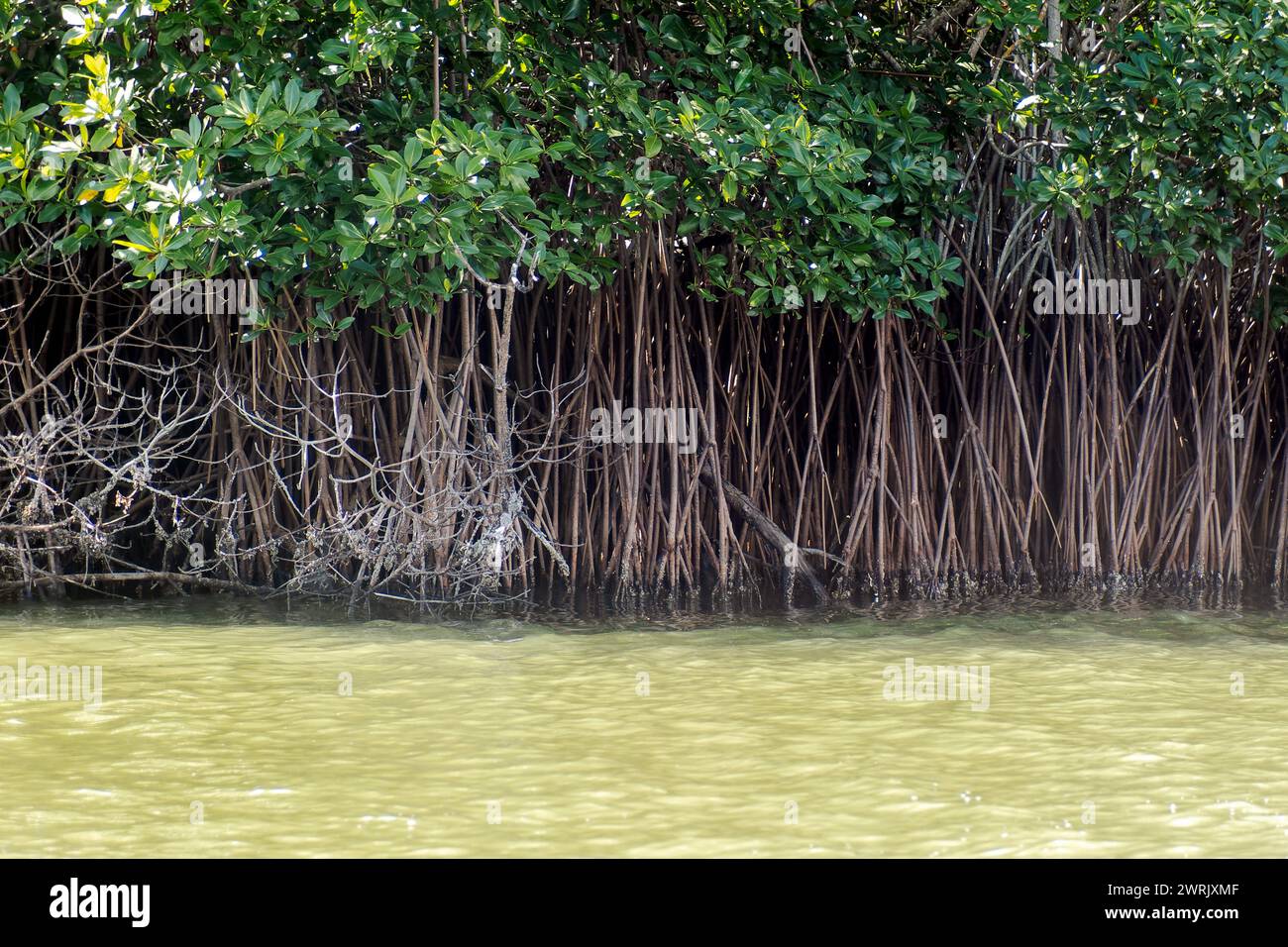 Green mangroves backdrop hi-res stock photography and images - Alamy