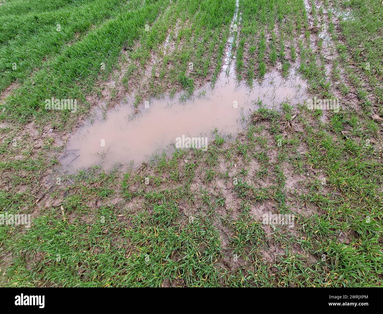 Rain in nature hi-res stock photography and images - Alamy