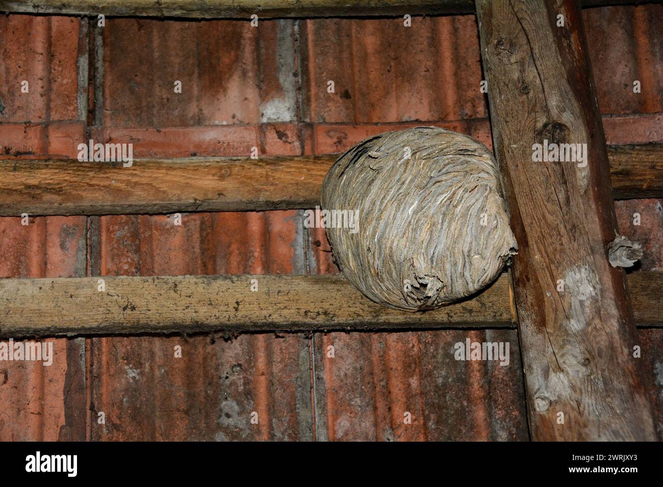 Empty Wasp nest under an old house roof by the roof tiles Stock Photo ...