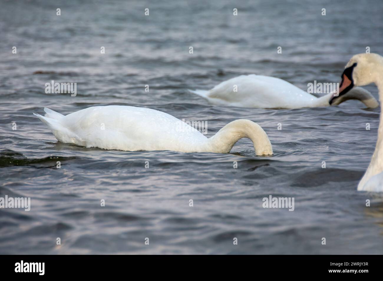 White swans swim in the water in a sea, Head under water Stock Photo ...