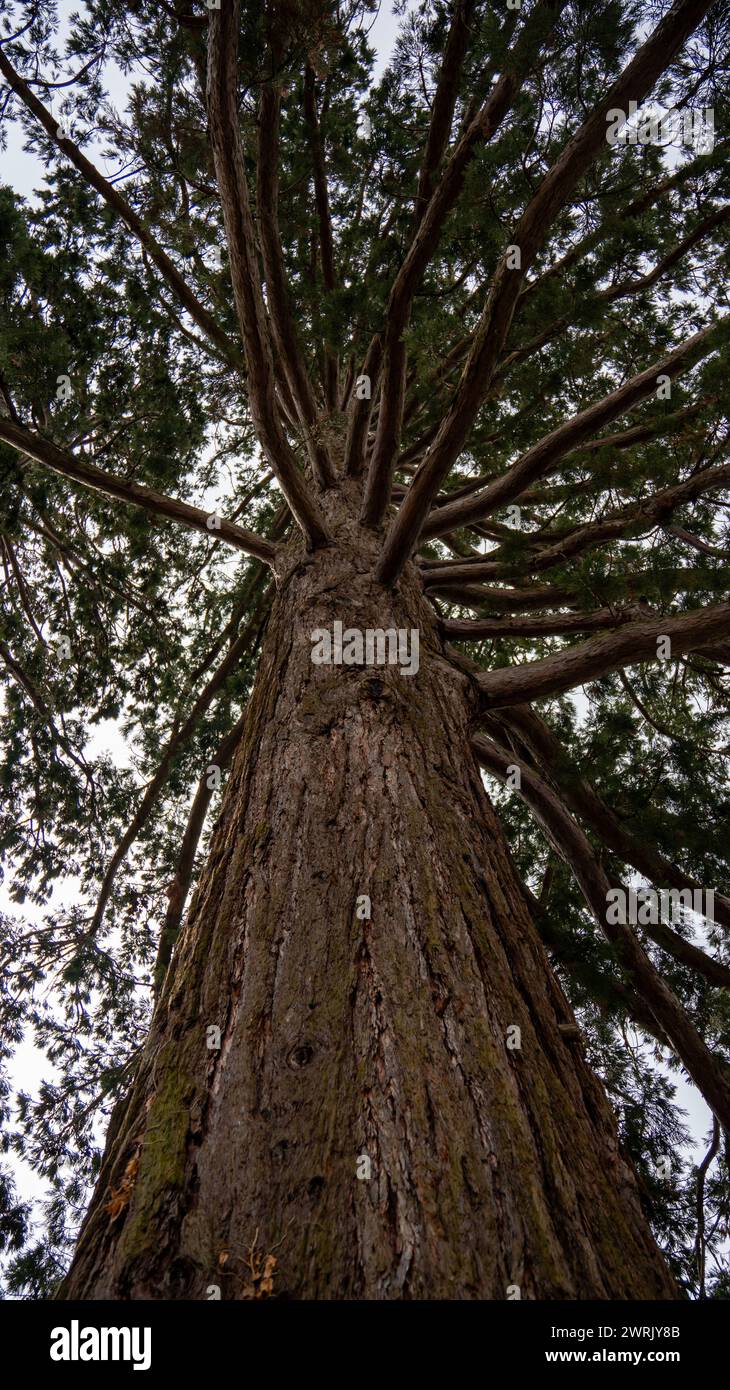 An ancient tree at Lake Constance, a timeless guardian with gnarled ...