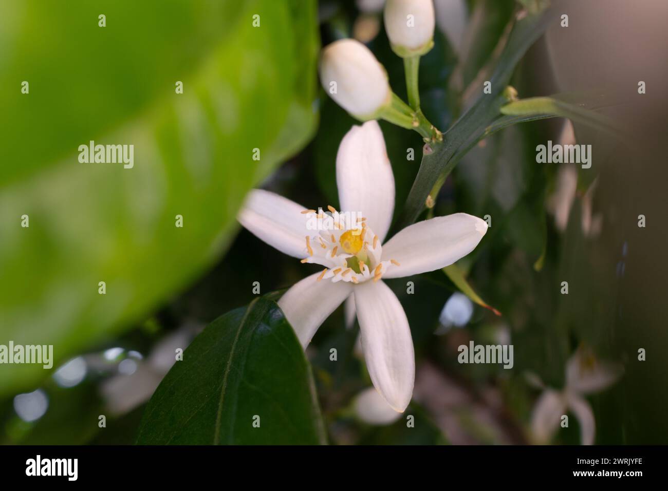 Orange blossom and buds on an orange tree Stock Photo - Alamy