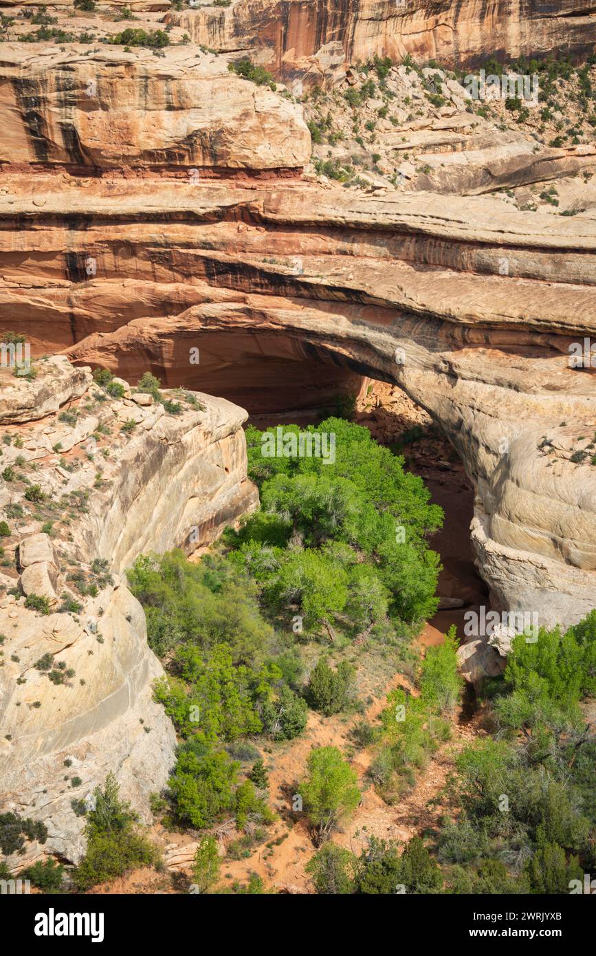 Natural bridges national monument night hi-res stock photography and ...