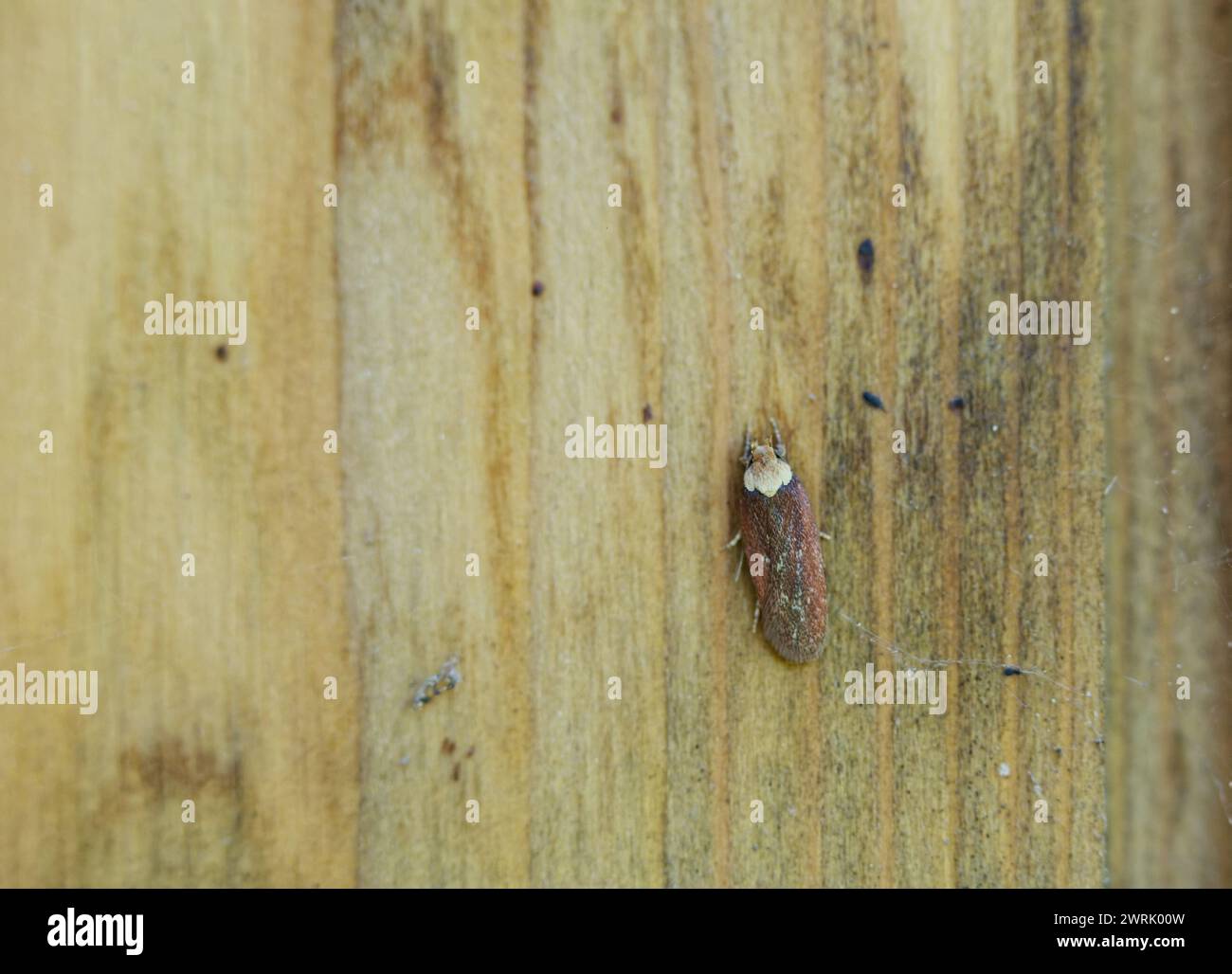 Flat body moth hi-res stock photography and images - Alamy