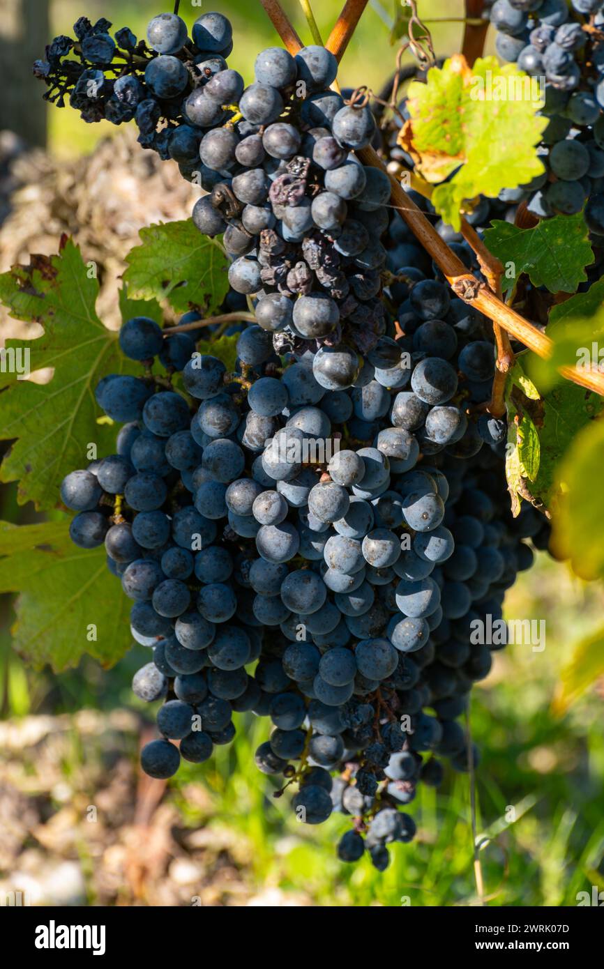 Harvest time on green vineyards, wine domain or chateau in Haut-Medoc ...