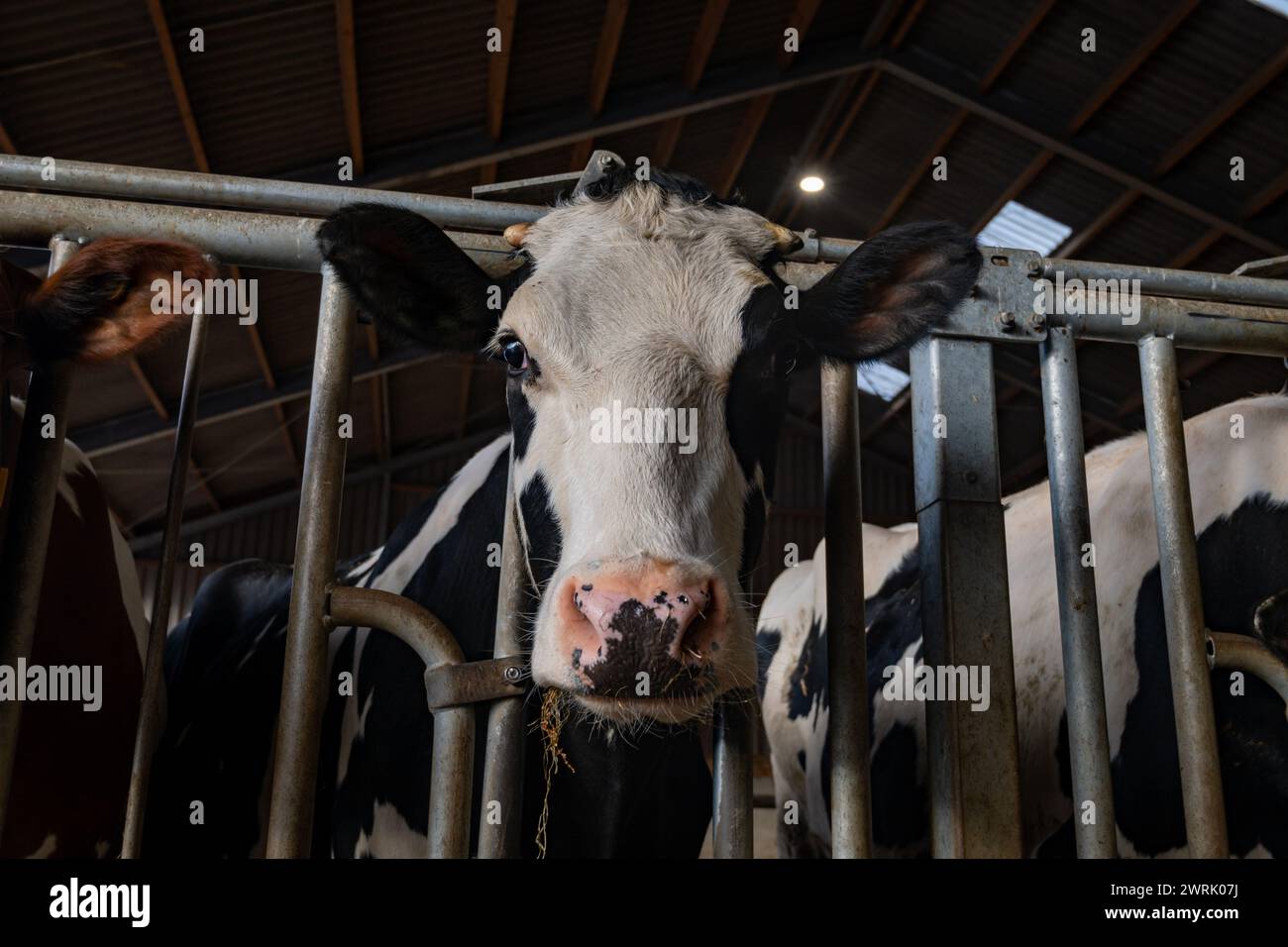 Feeding of cows on organic cheese farm in Netherlands, dutch gouda hard ...
