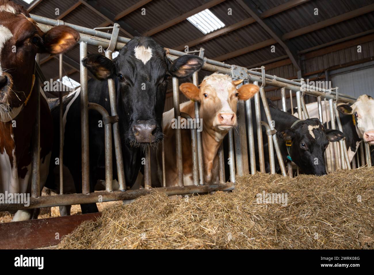 Feeding of cows on organic cheese farm in Netherlands, dutch gouda hard ...