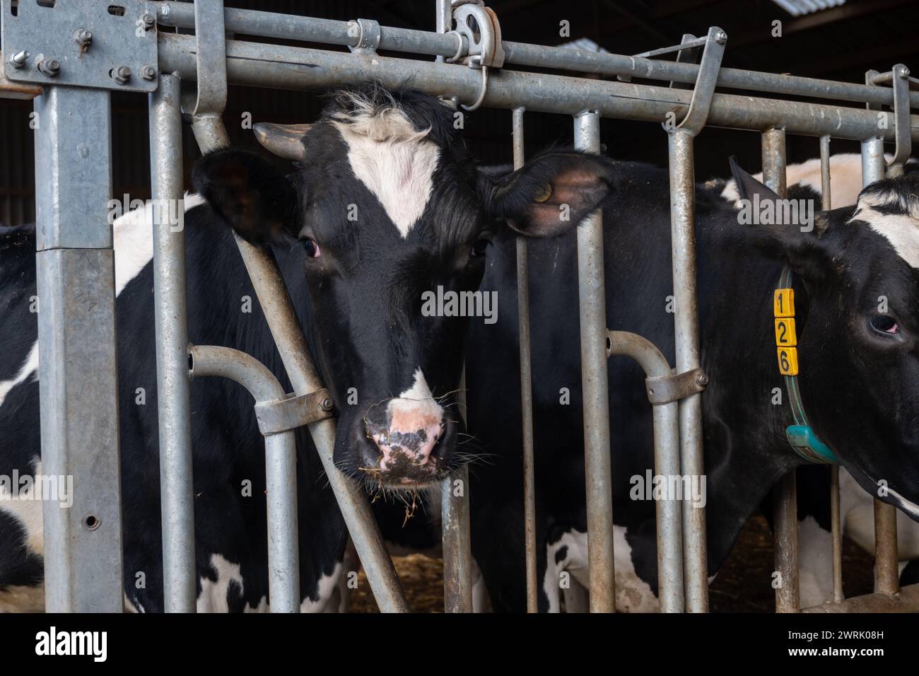 Feeding of cows on organic cheese farm in Netherlands, dutch gouda hard ...