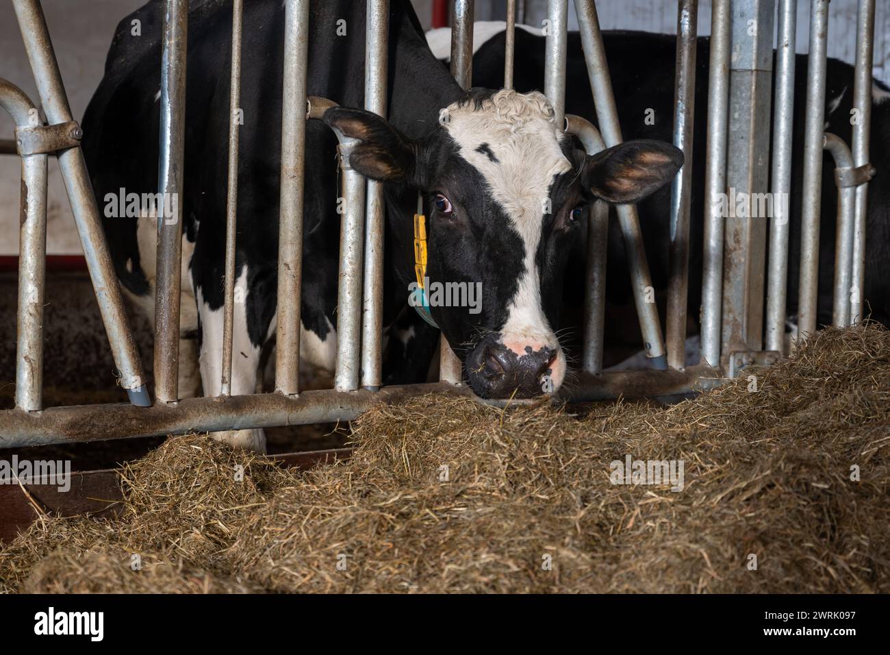 Feeding of cows on organic cheese farm in Netherlands, dutch gouda hard ...