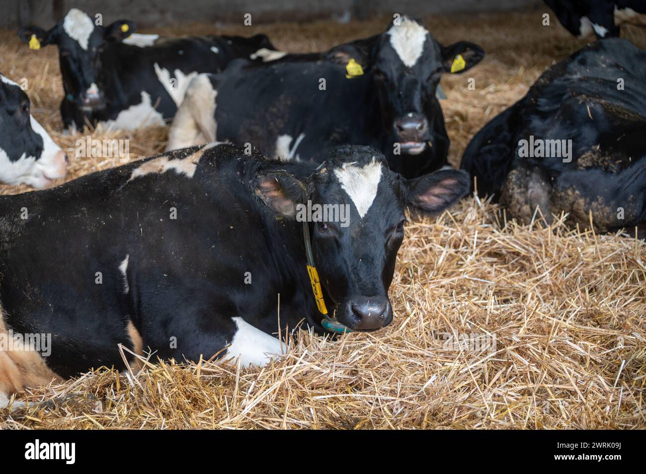 Feeding of cows on organic cheese farm in Netherlands, dutch gouda hard ...