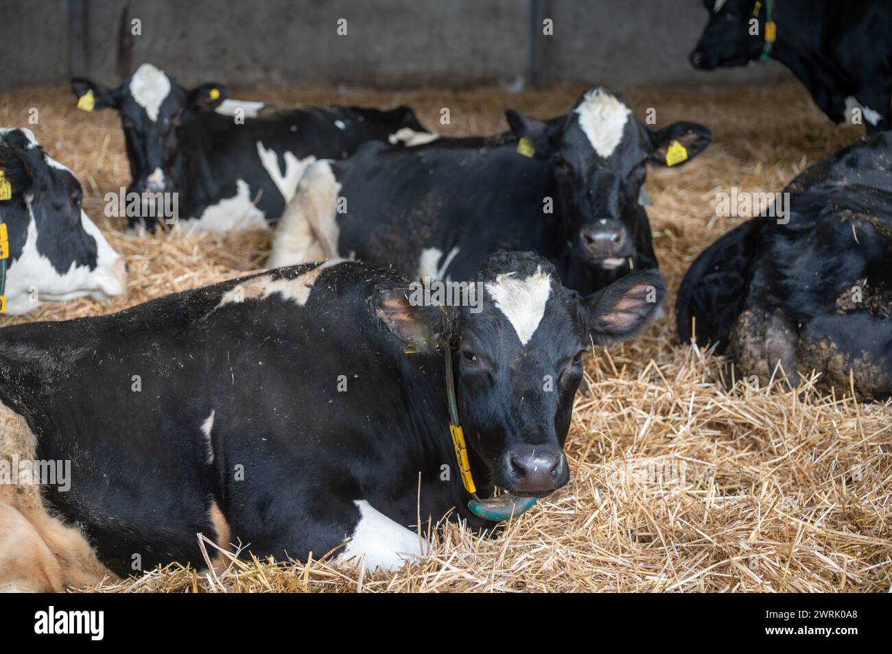 Feeding of cows on organic cheese farm in Netherlands, dutch gouda hard ...
