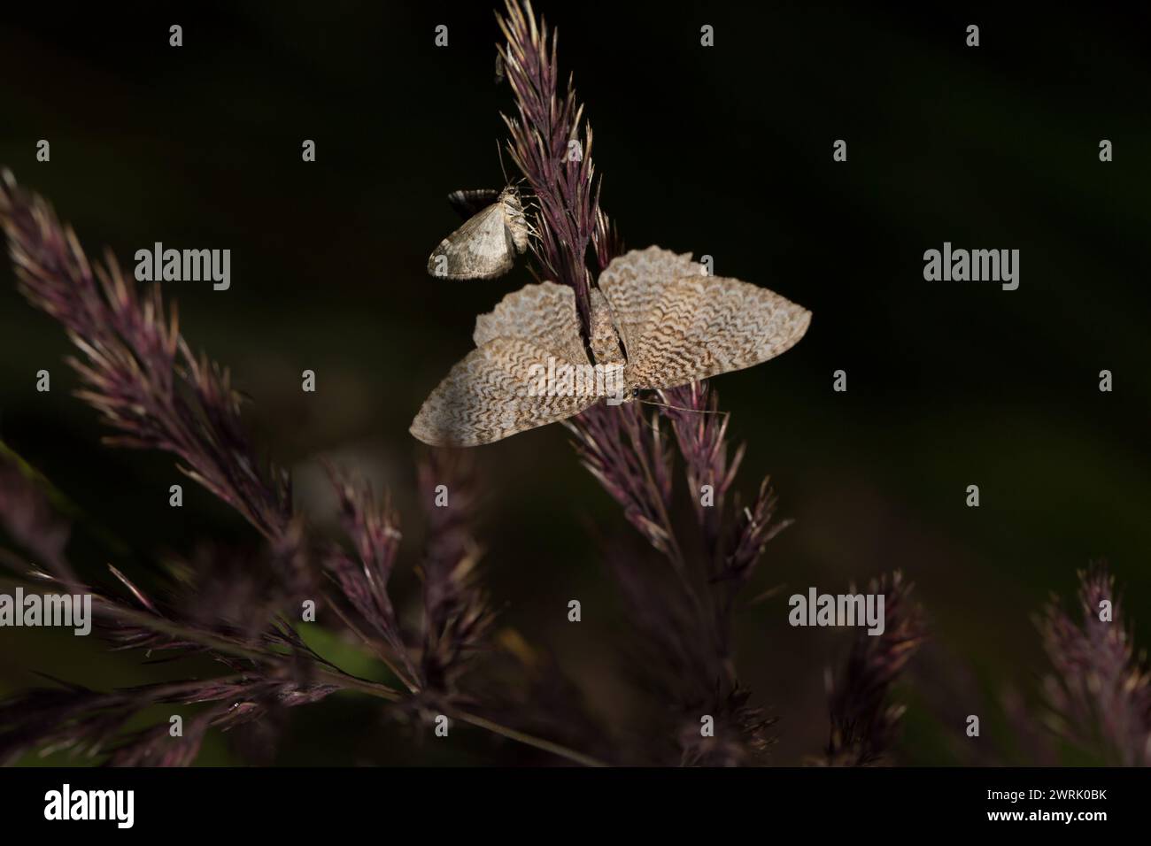 Scallop shell moth (Rheumaptera undulata Stock Photo - Alamy