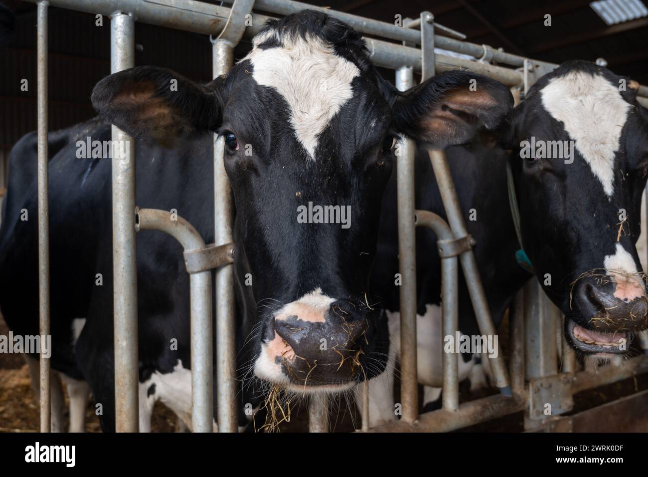 Feeding of cows on organic cheese farm in Netherlands, dutch gouda hard ...