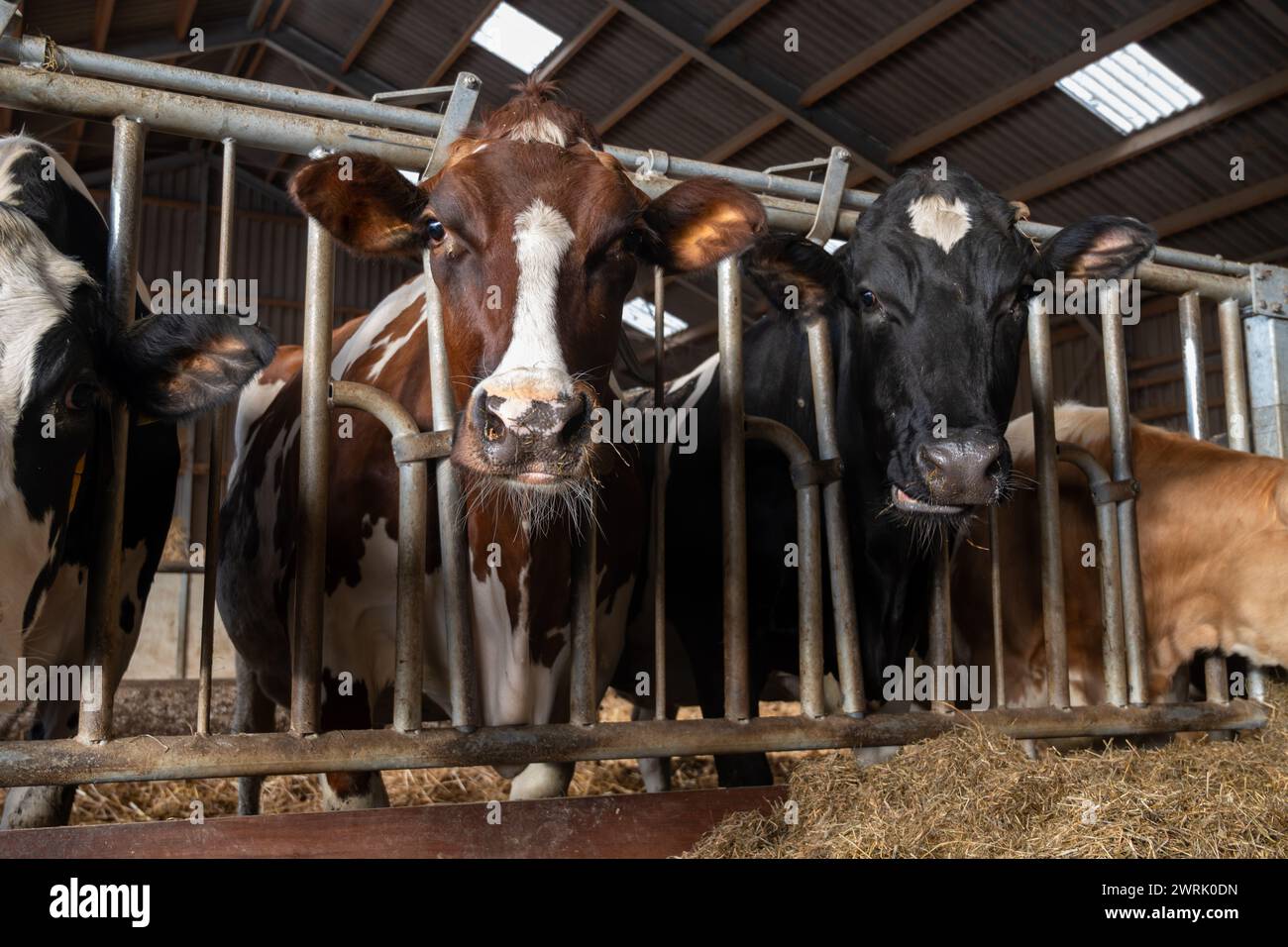 Feeding of cows on organic cheese farm in Netherlands, dutch gouda hard ...