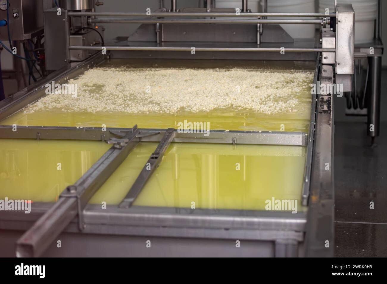 Process of organic cheese making from cow milk on bio cheese farm in ...